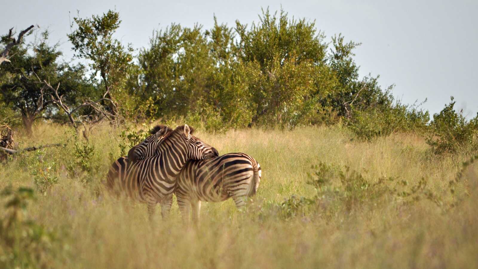 Kruger National Park Wallpapers (45 images) - WallpaperCat