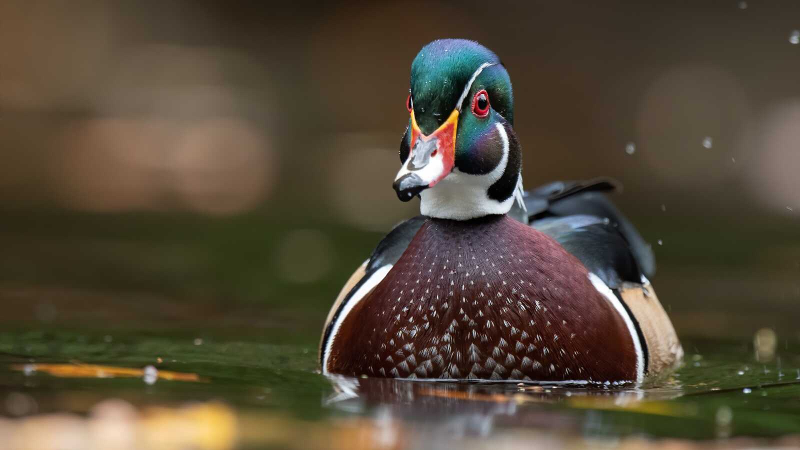 Duck Wallpapers (58 images) - WallpaperCat