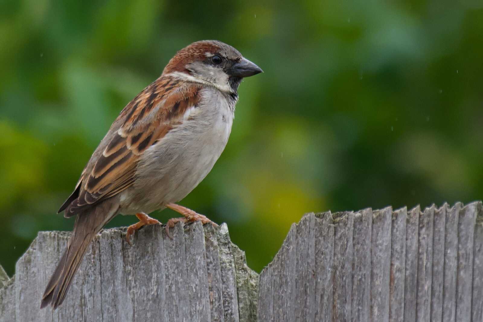 Sparrow (Bird) Wallpapers (46 images) - WallpaperCat