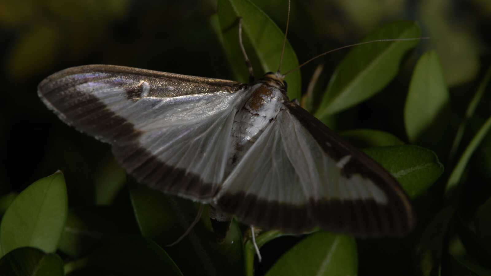Moth Wallpapers (38 images) - WallpaperCat