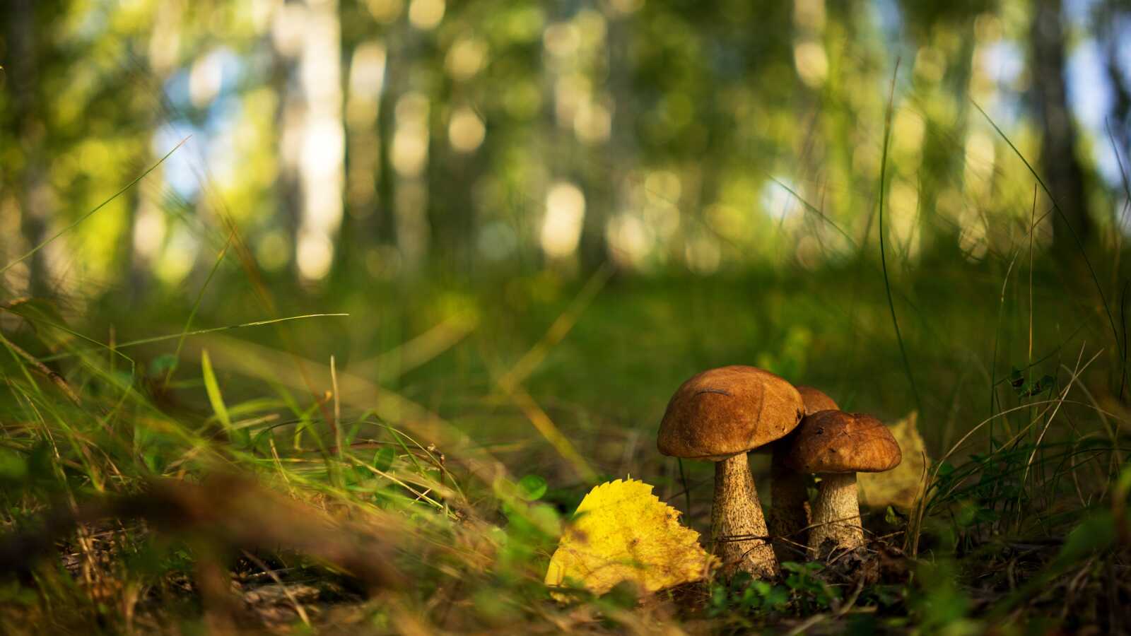 Bolete Mushrooms Wallpapers (15 images) - WallpaperCat
