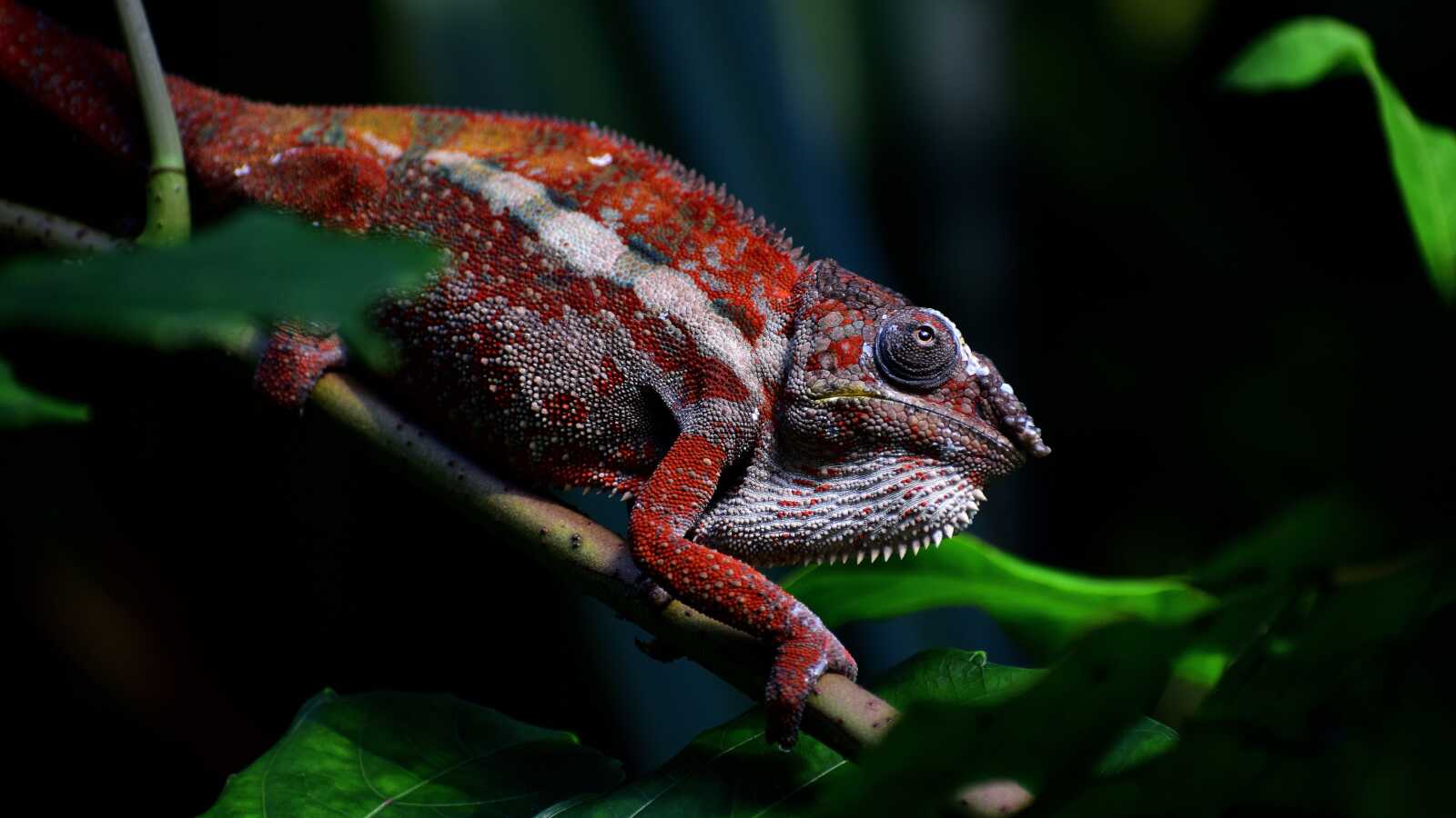 Lizard Wallpapers (56 images) - WallpaperCat