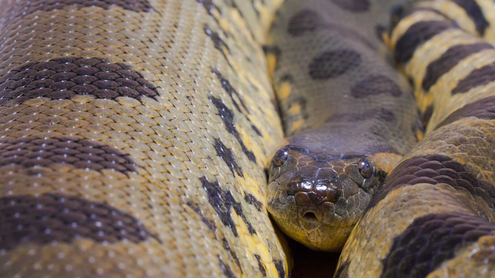 Anaconda Wallpapers (24 images) - WallpaperCat