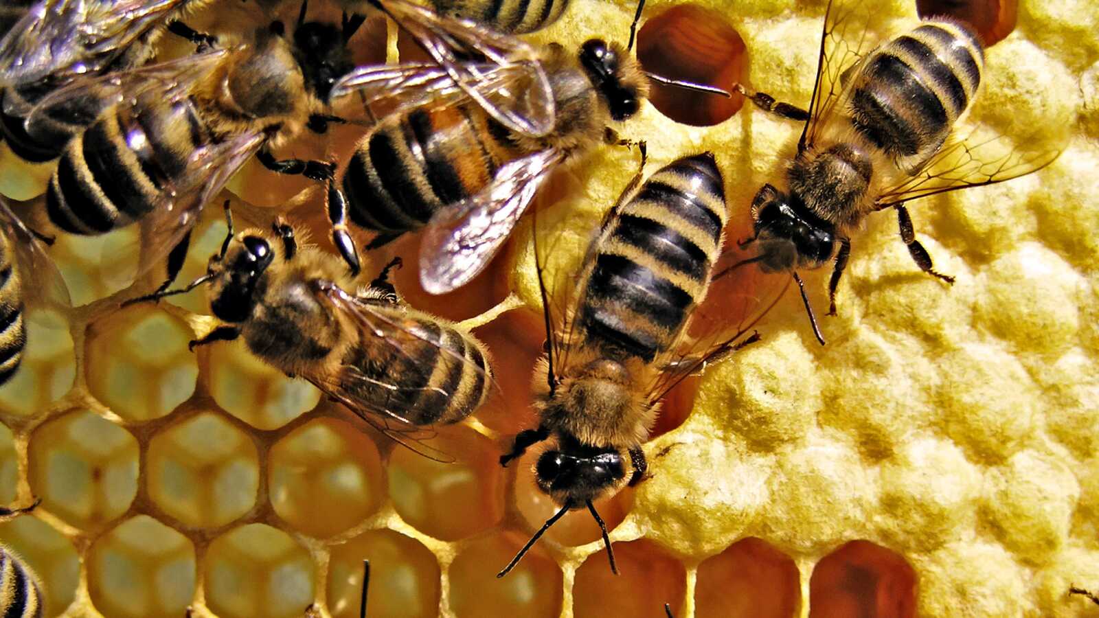 Bee Wallpapers (75 images) - WallpaperCat