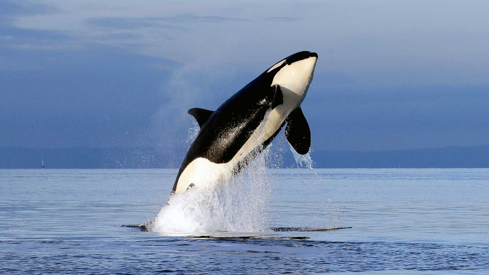 Free Willy Wallpapers (23 images) - WallpaperCat