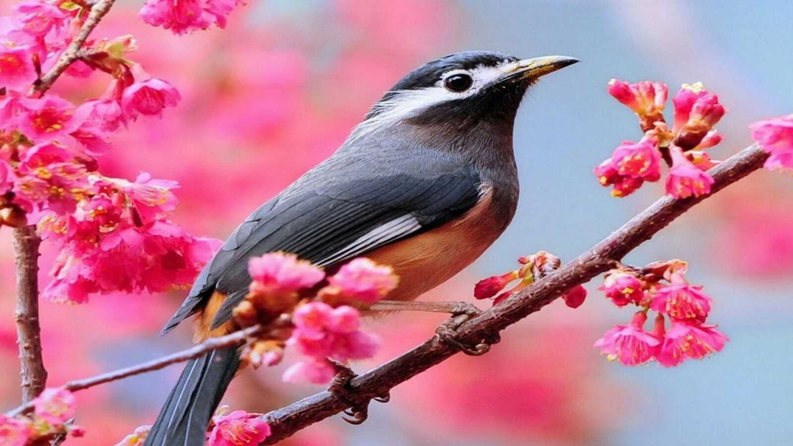 Bird Wallpapers (109 images) - WallpaperCat