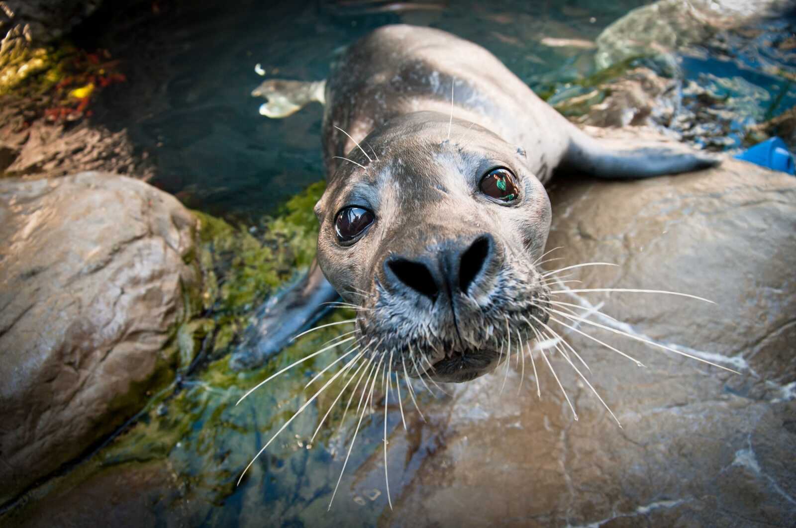 Seal Wallpapers (48 images) - WallpaperCat