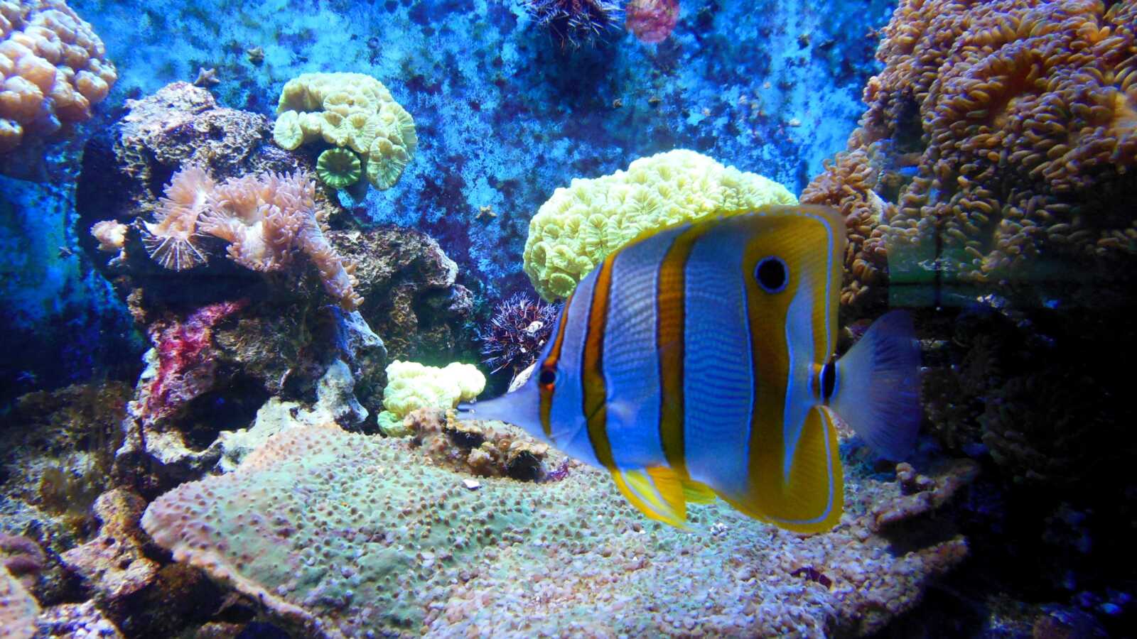Tropical fish Wallpapers (51 images) - WallpaperCat