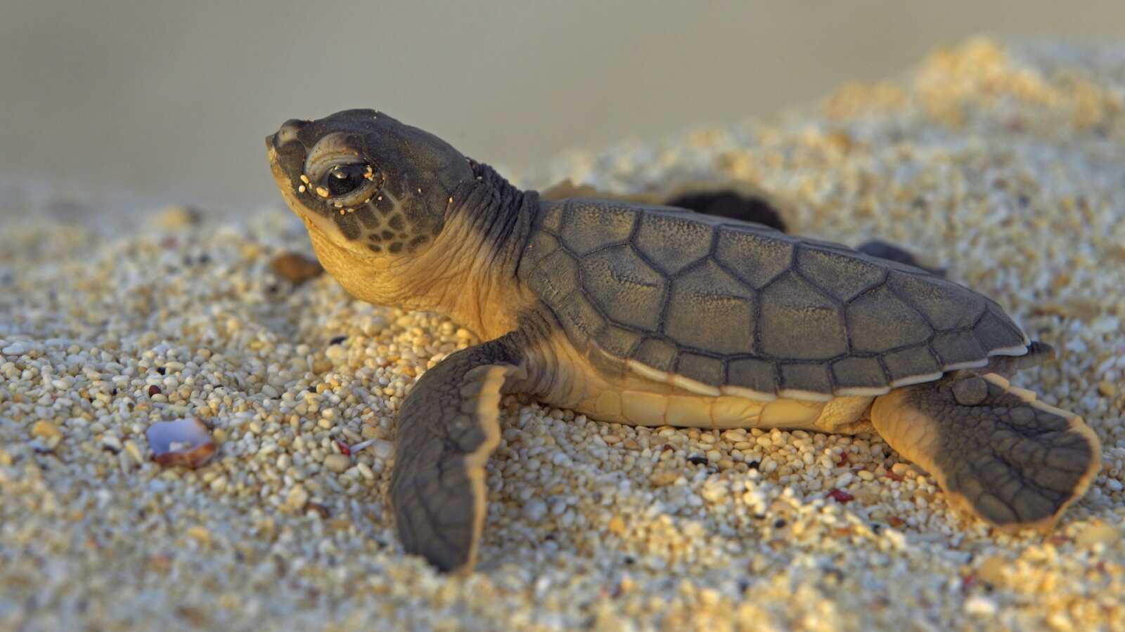 Turtle Wallpapers (47 images) - WallpaperCat