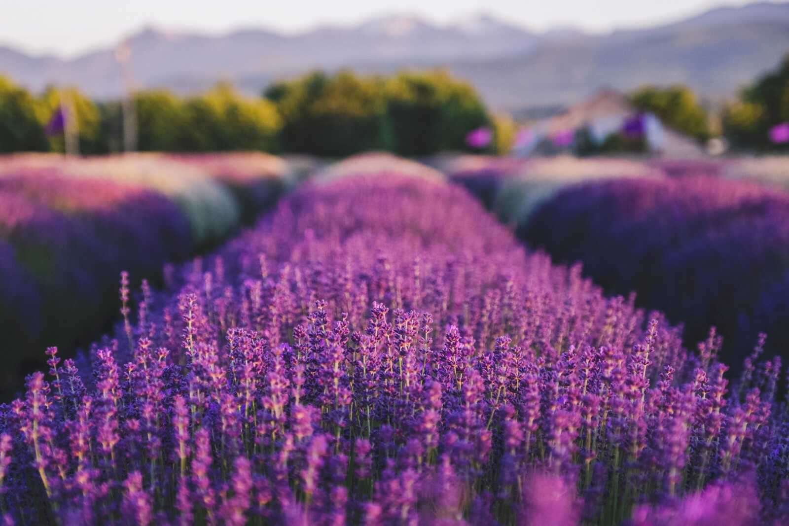 Lavender Wallpapers (97 images) - WallpaperCat