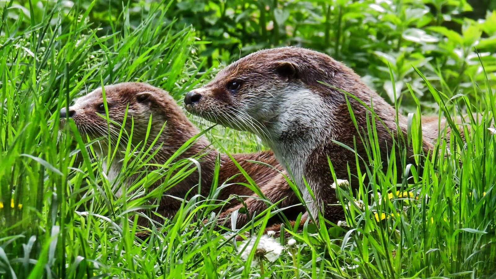 Otter Wallpapers (54 images) - WallpaperCat