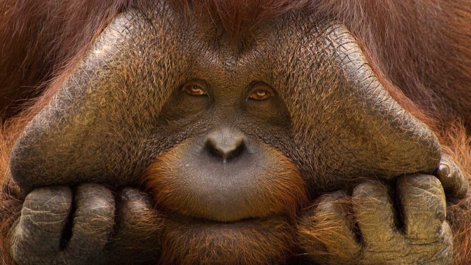 Orangutan Wallpapers (61 images) - WallpaperCat