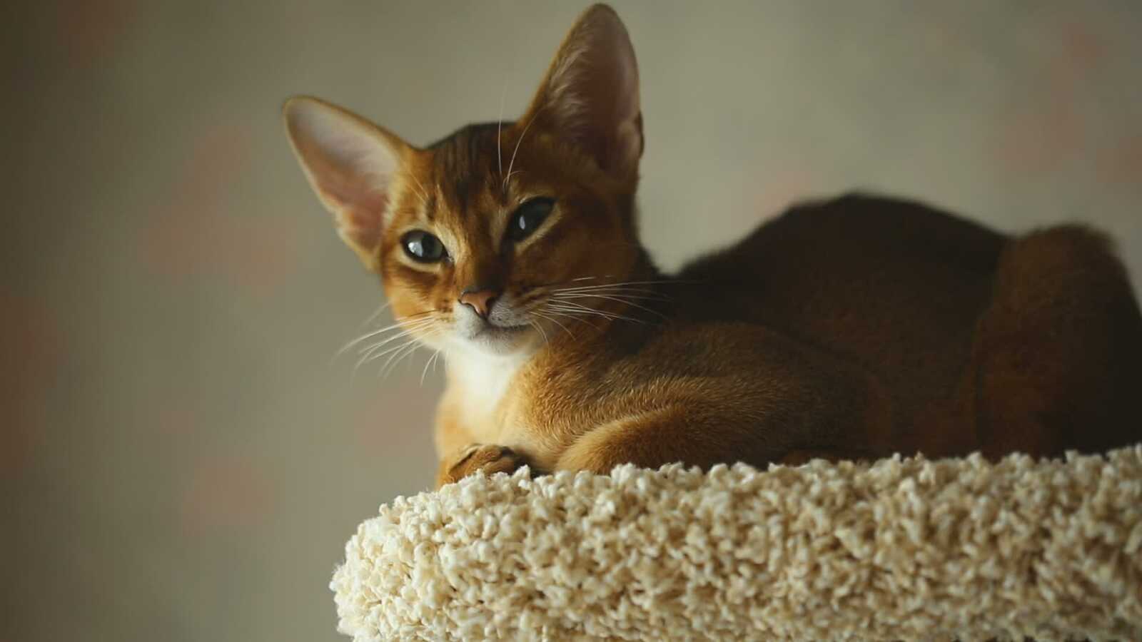 Abyssinian Wallpapers (12 images) - WallpaperCat