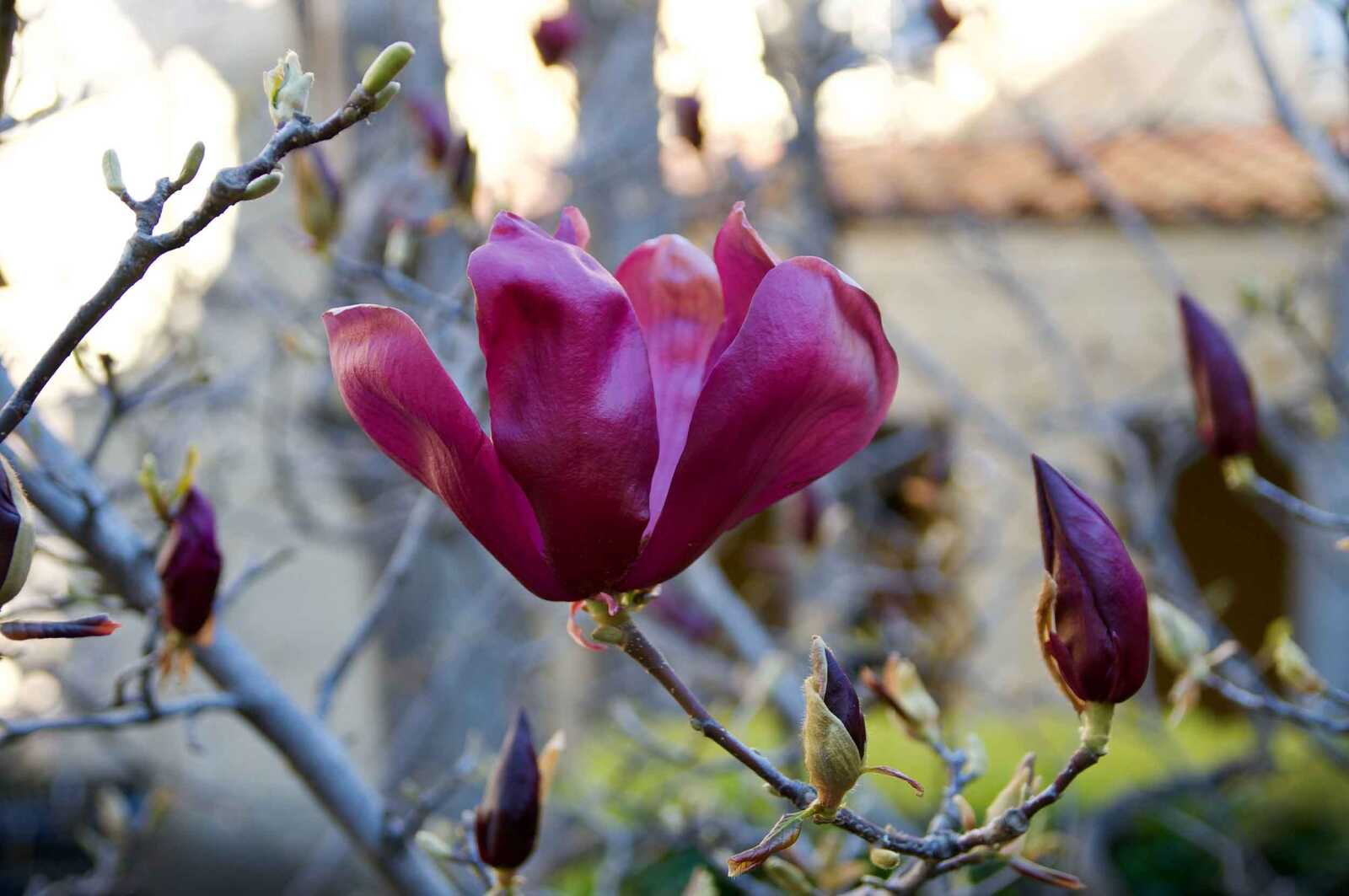 Magnolia Tree Wallpapers (54 images) - WallpaperCat