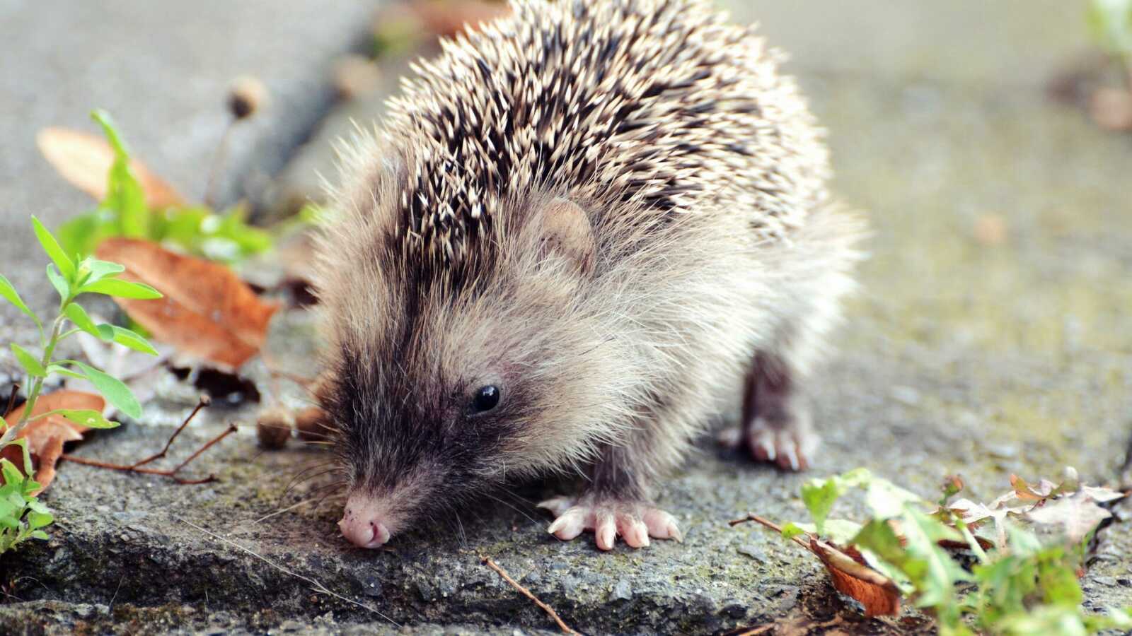 Hedgehog Wallpapers (30 images) - WallpaperCat