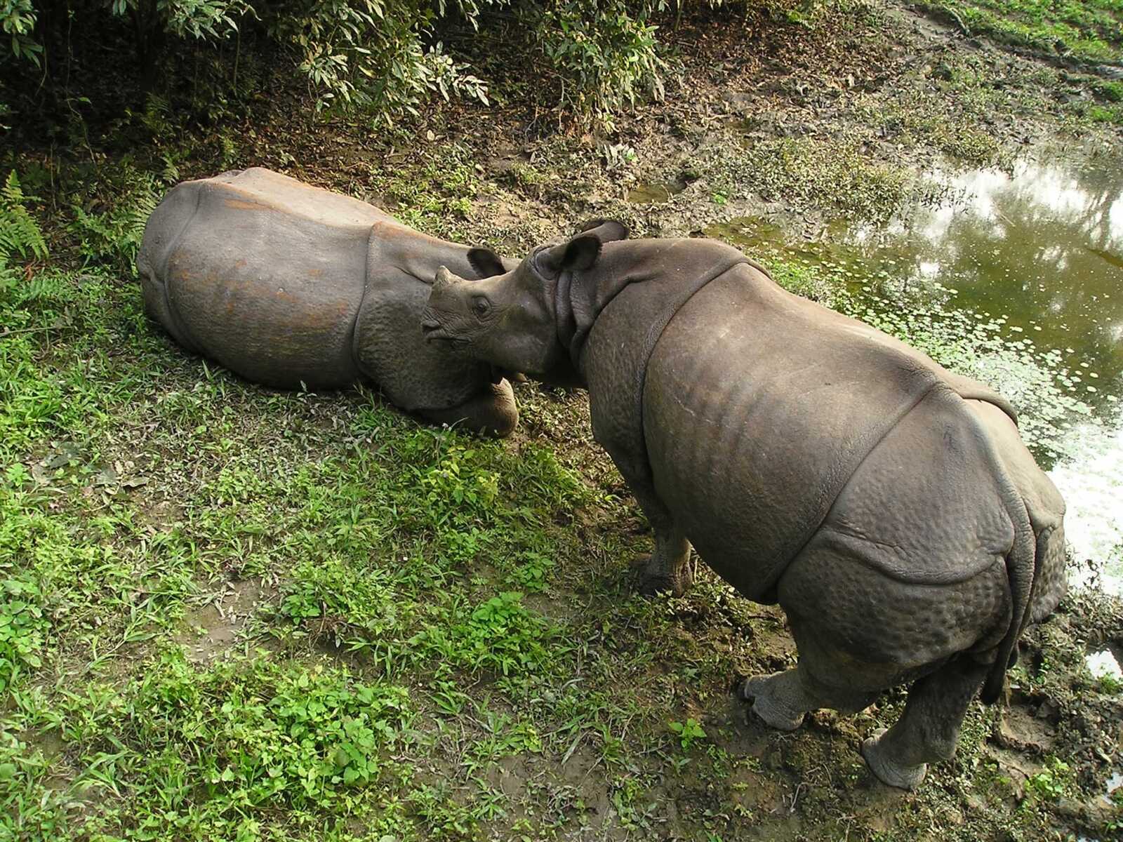 Chitwan National Park Wallpapers (23 images) - WallpaperCat