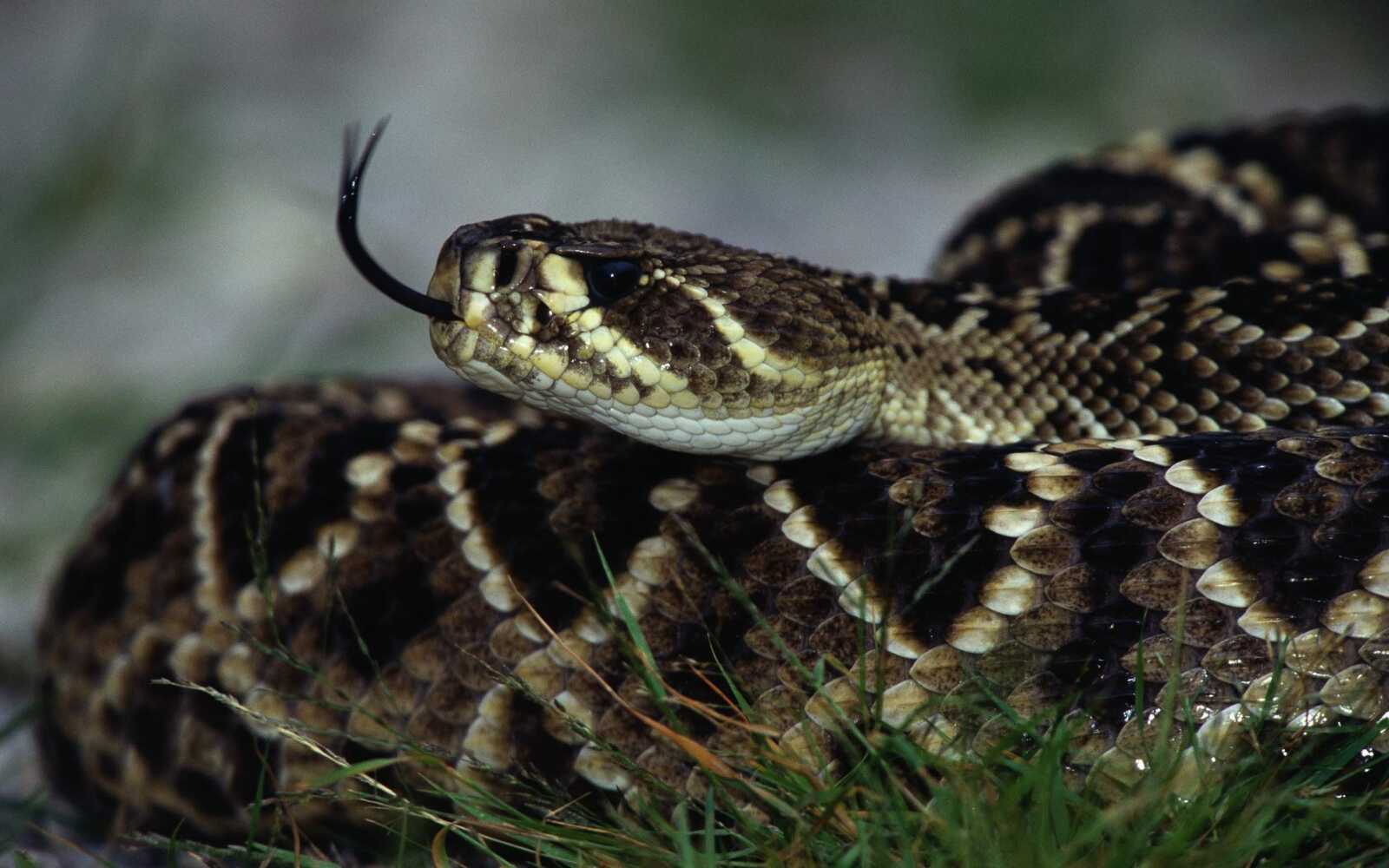 Rattlesnake Wallpapers (48 images) - WallpaperCat