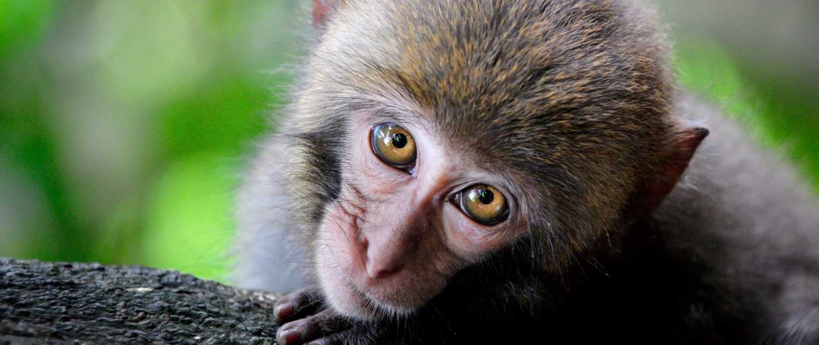 Monkey Wallpapers (60 images) - WallpaperCat