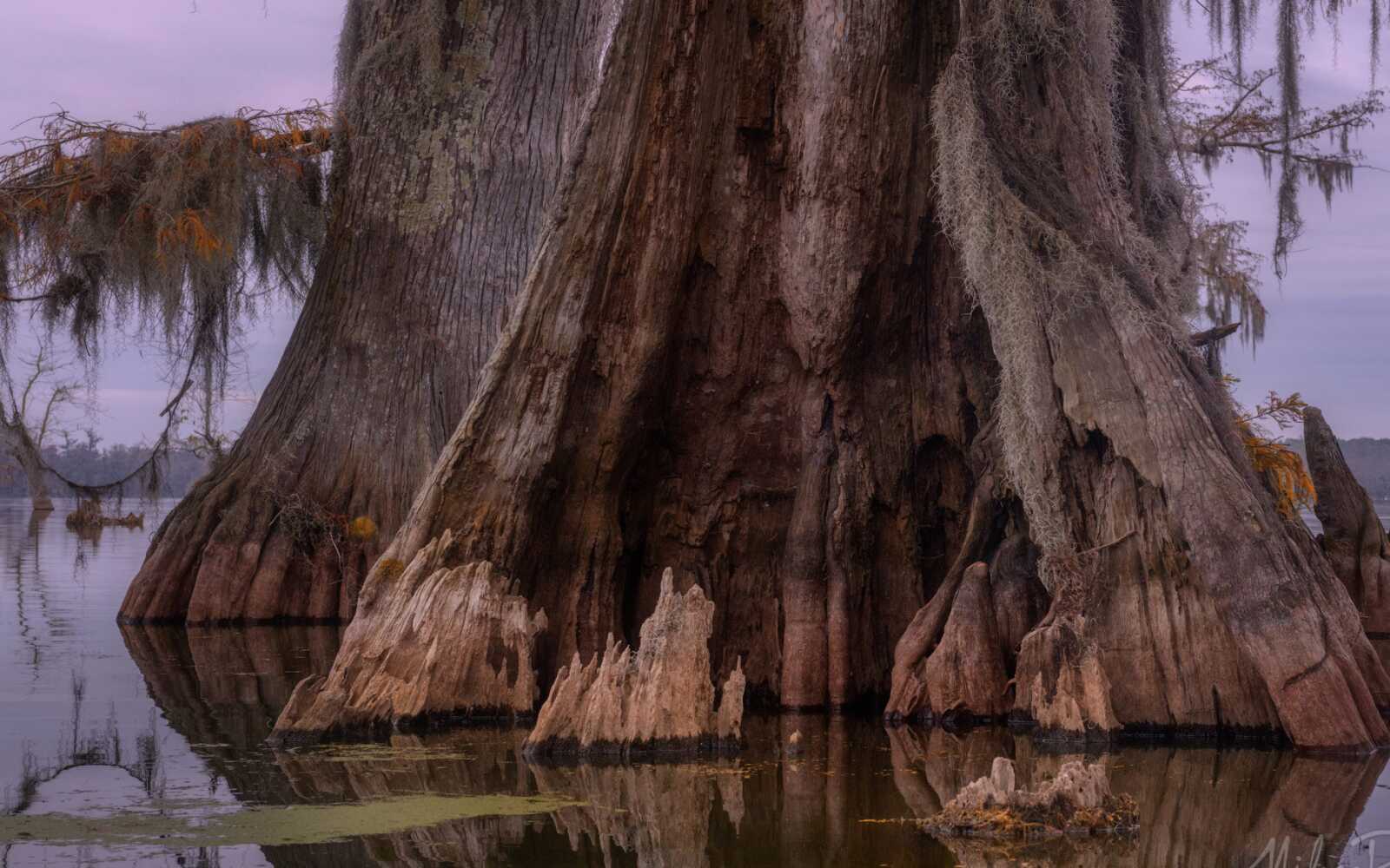 Cypress Tree Wallpapers (40 images) - WallpaperCat