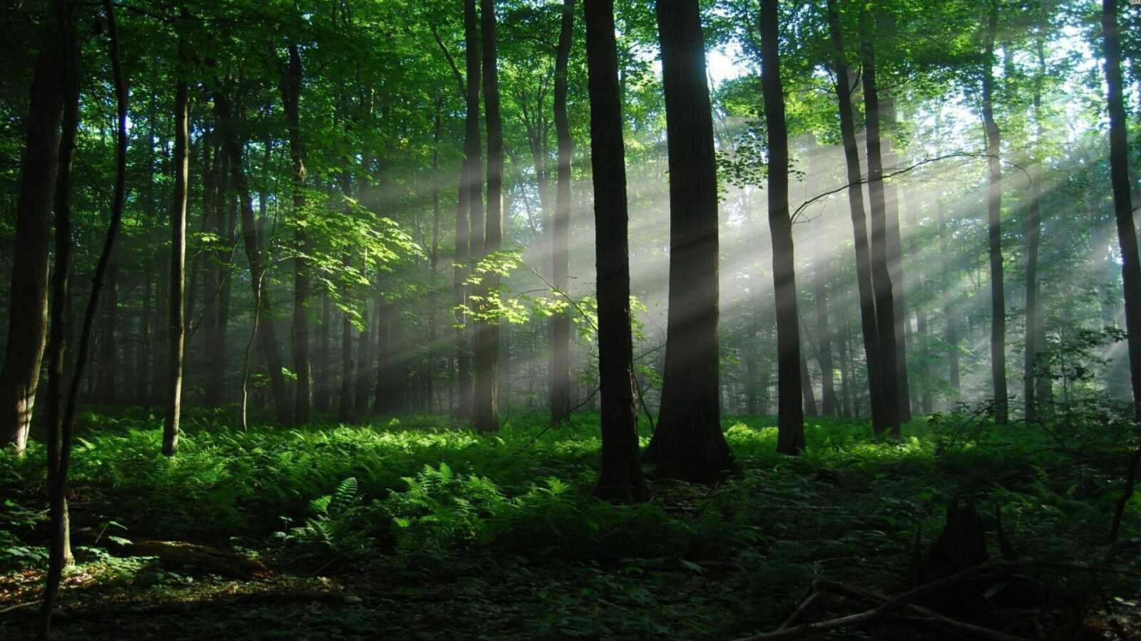 Forest Wallpapers (49 images) - WallpaperCat