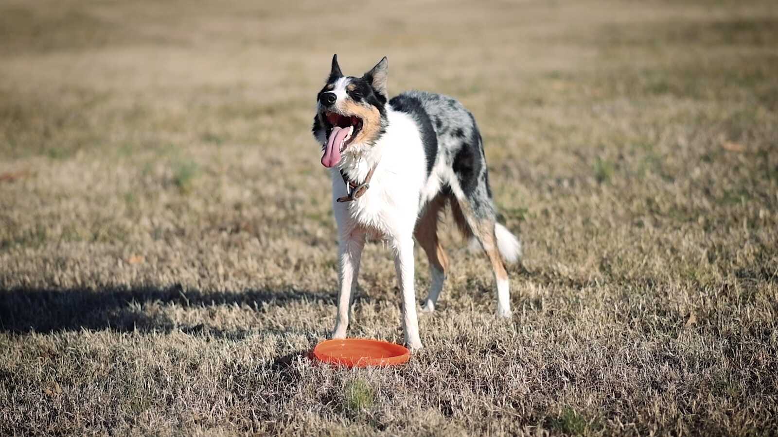 Flying Disc Sports Wallpapers (50 images) - WallpaperCat
