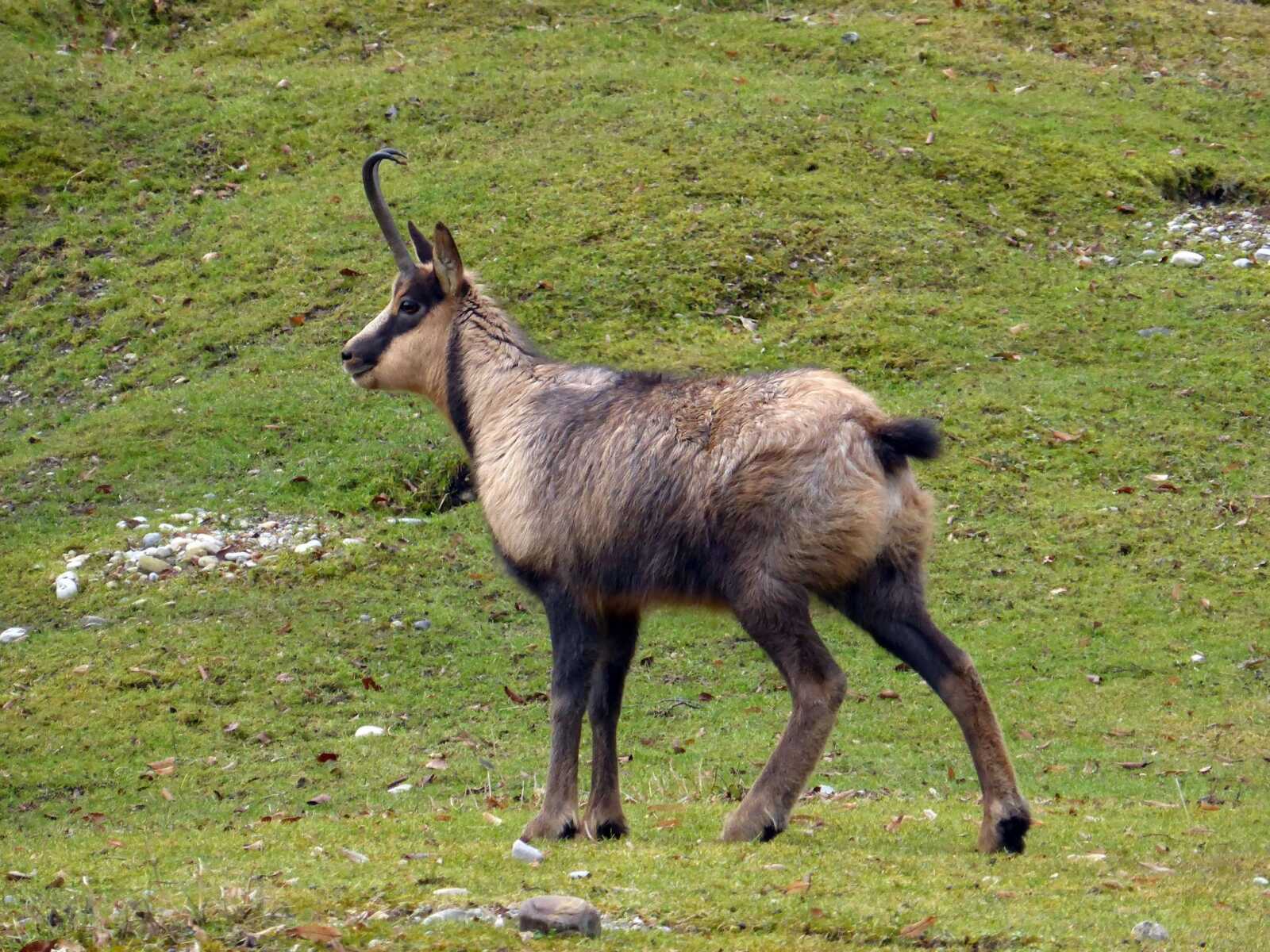 Chamois Wallpapers (29 images) - WallpaperCat