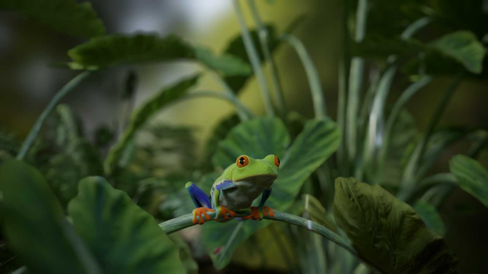 Red Eyed Tree Frog Wallpapers (63 images) - WallpaperCat