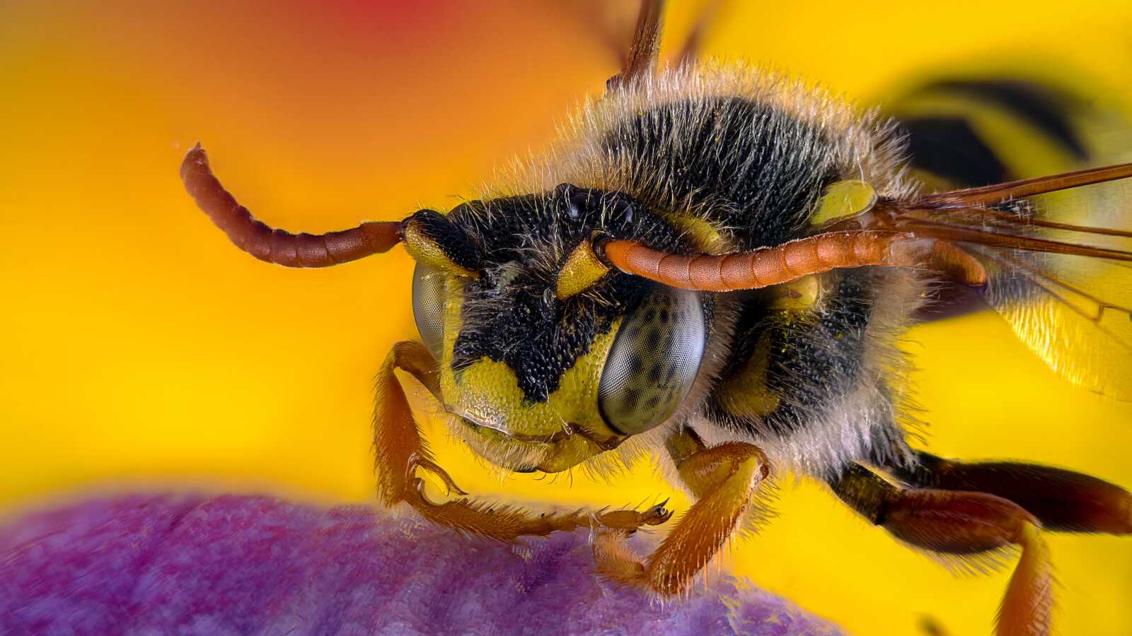 Bee Wallpapers (75 images) - WallpaperCat