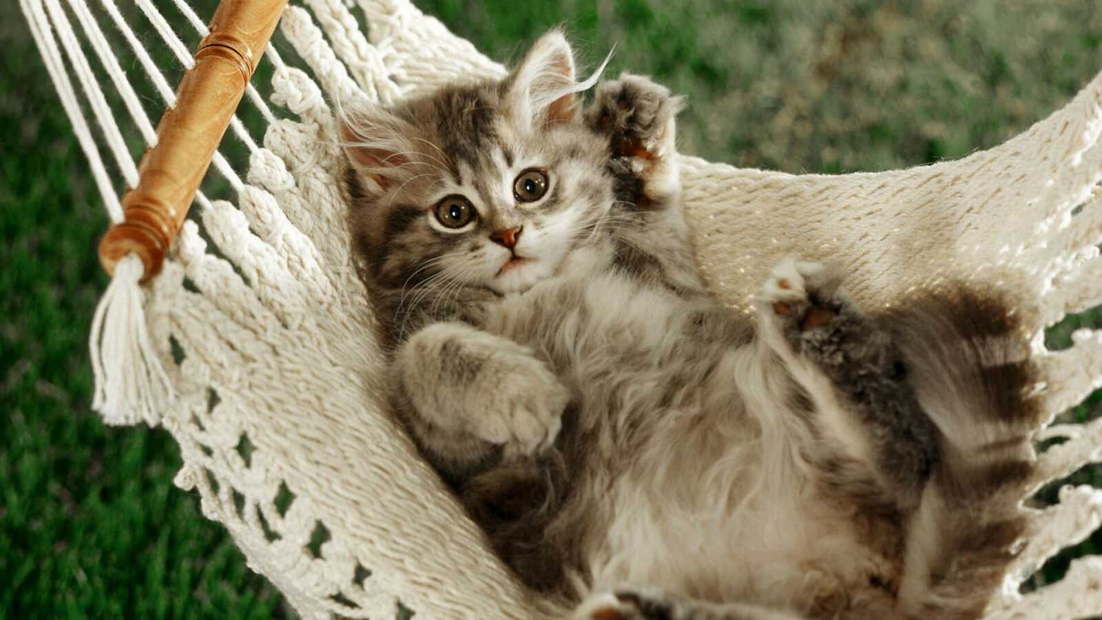 Kitten Wallpapers (115 images) - WallpaperCat