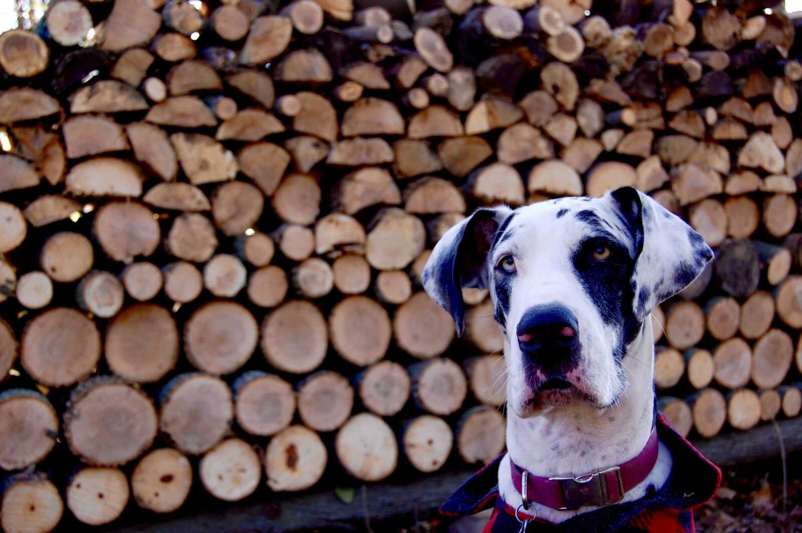 Great Dane Wallpapers (37 images) - WallpaperCat