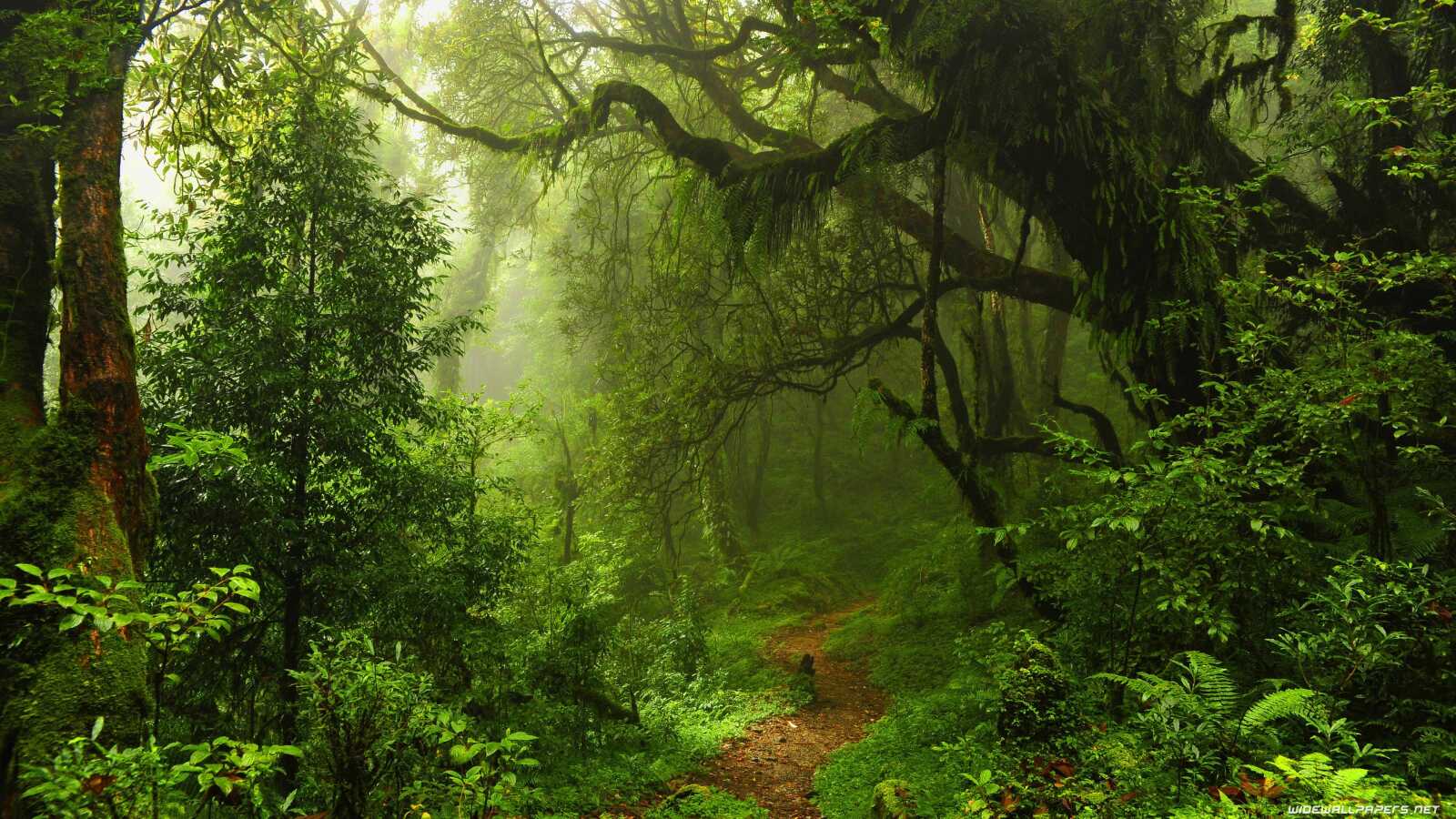Amazon Rain Forest Wallpapers (57 images) - WallpaperCat