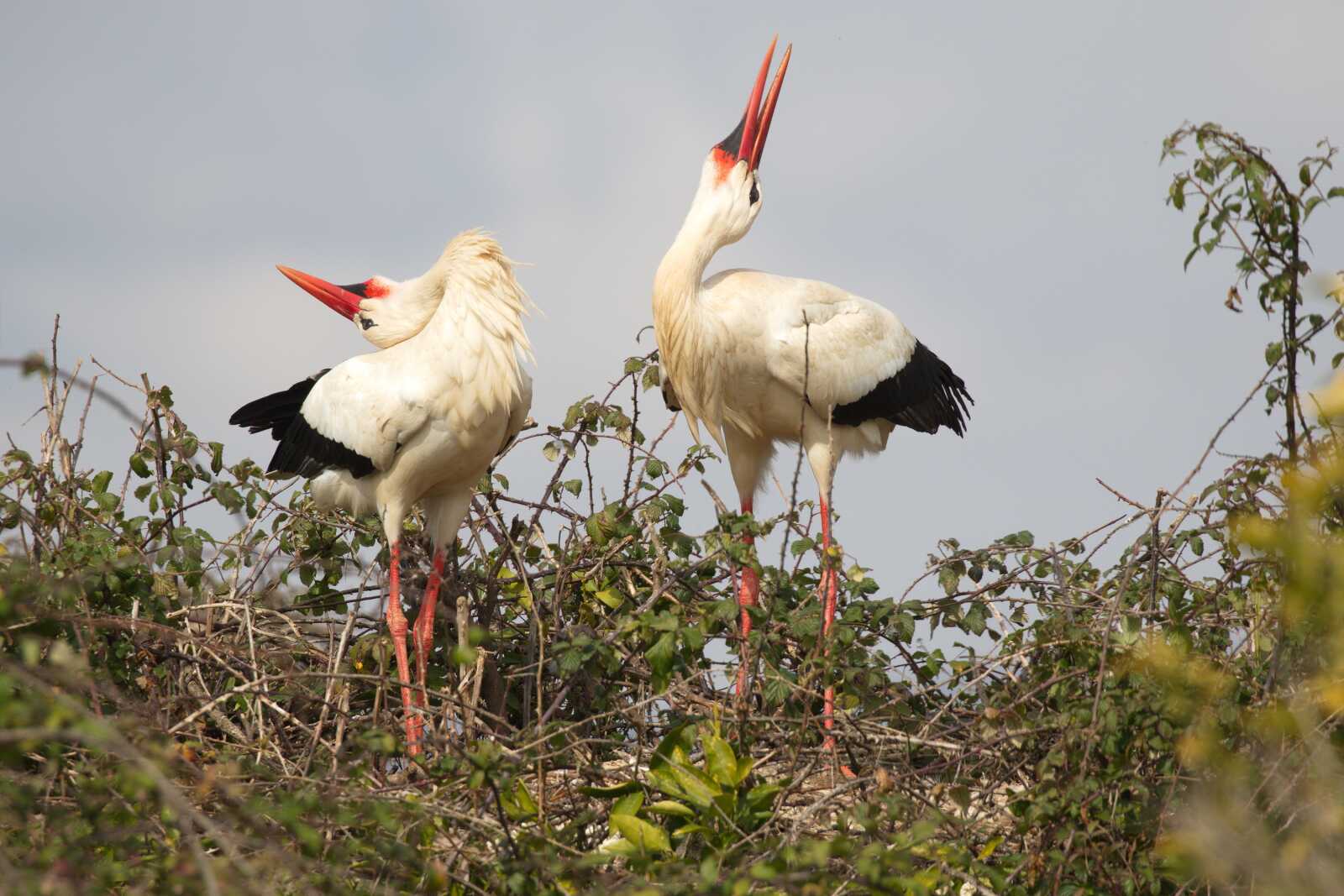 Stork Wallpapers (48 images) - WallpaperCat