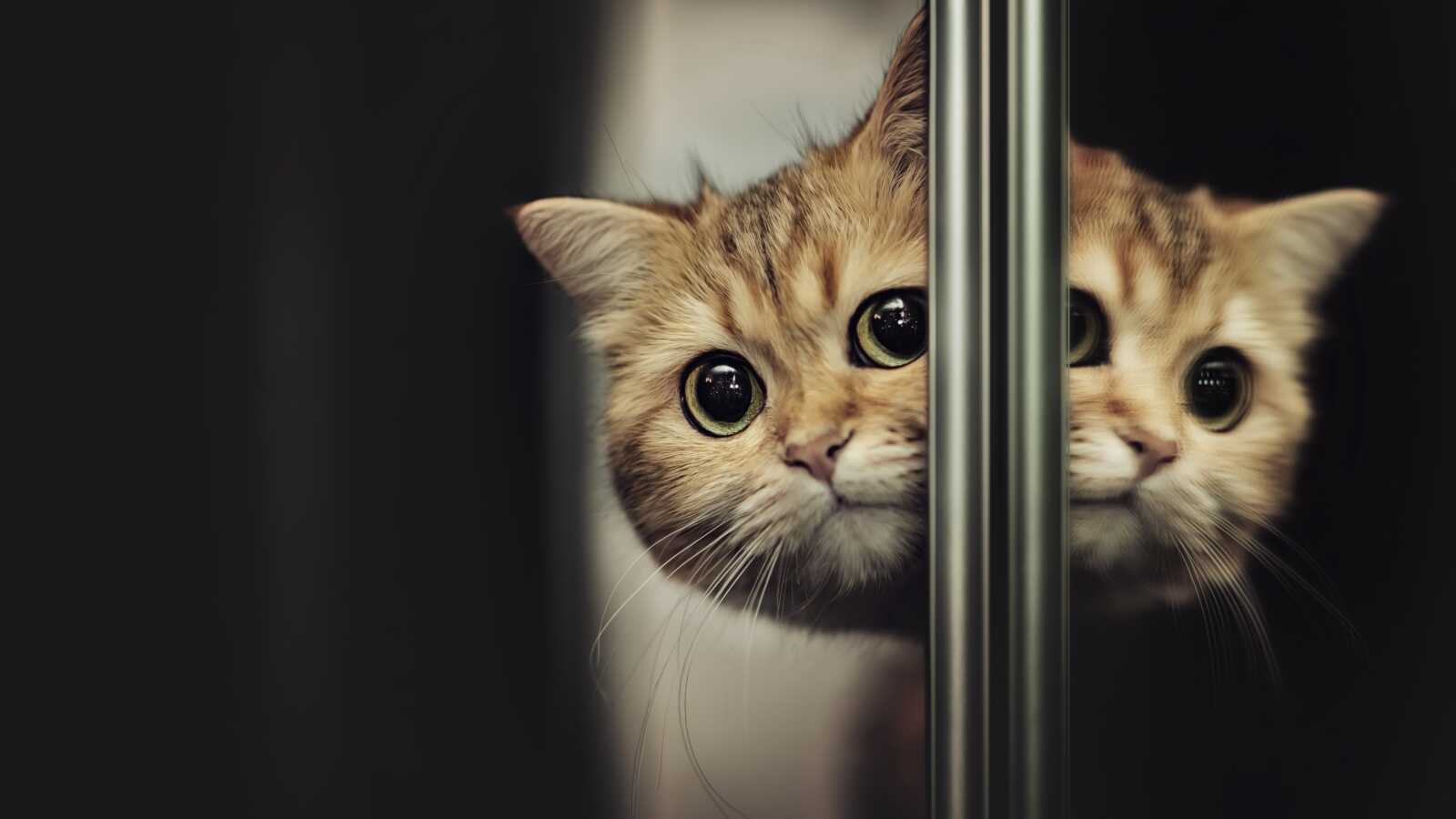 Cat Wallpapers (148 images) - WallpaperCat