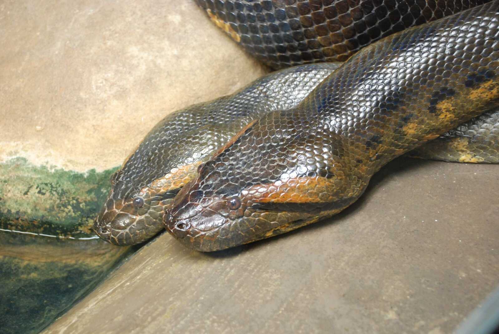 Anaconda Wallpapers (24 images) - WallpaperCat