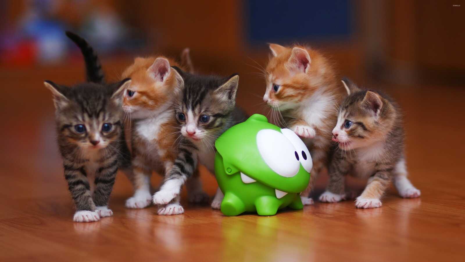 Kitten Wallpapers (115 images) - WallpaperCat