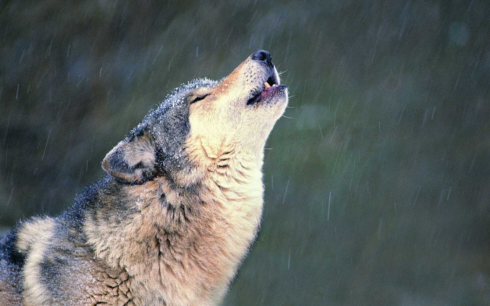 Howling Wolf Wallpapers (59 images) - WallpaperCat