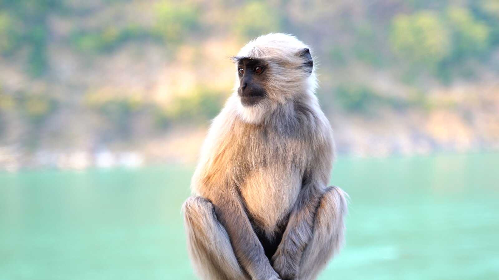 Monkey Wallpapers (60 images) - WallpaperCat