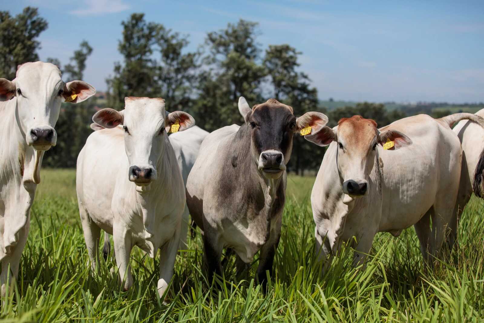 Cow Wallpapers (58 images) - WallpaperCat
