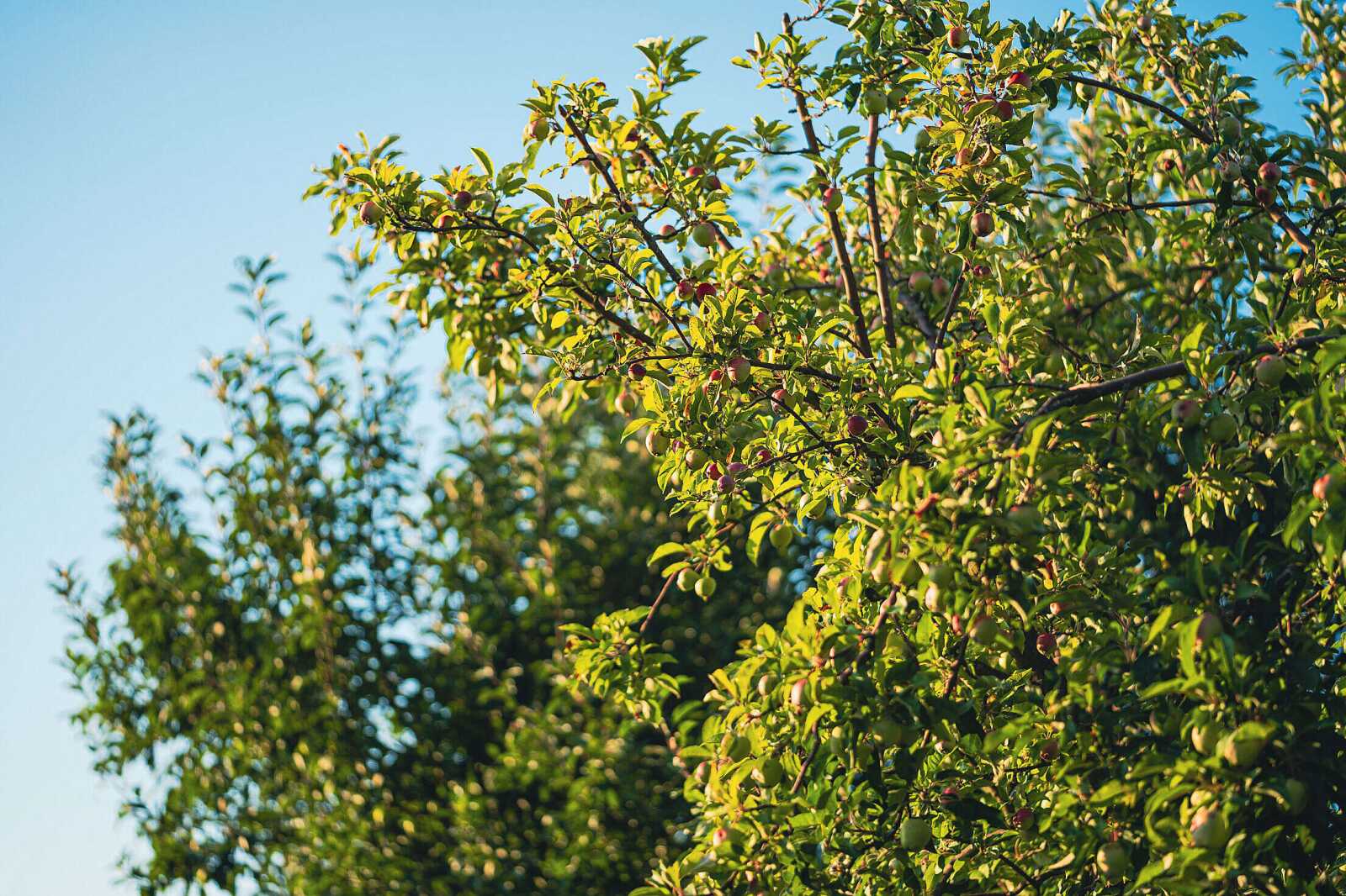 Apple Tree Wallpapers (70 images) - WallpaperCat