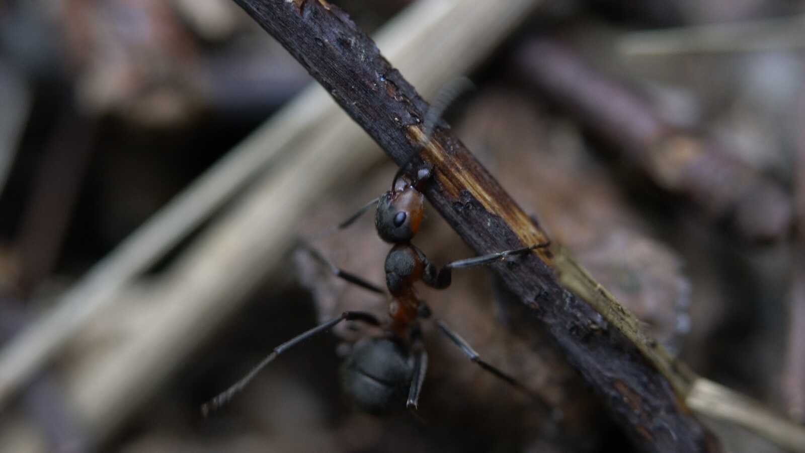 Ant Wallpapers (35 images) - WallpaperCat