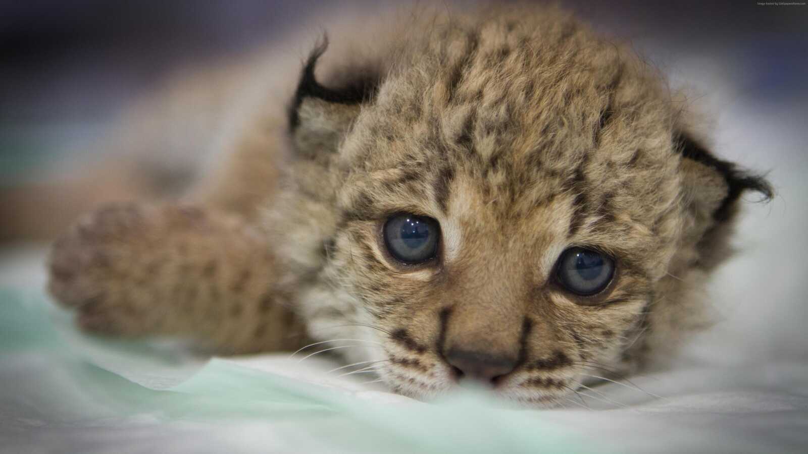 Animal Cubs Wallpapers (50 images) - WallpaperCat