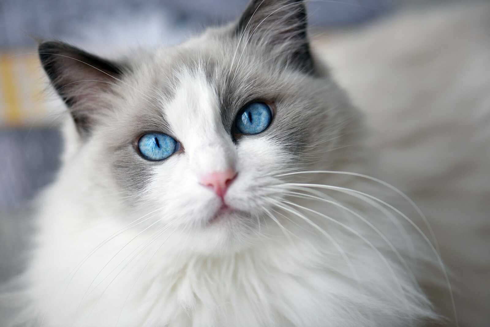 Ragdoll Wallpapers (27 images) - WallpaperCat