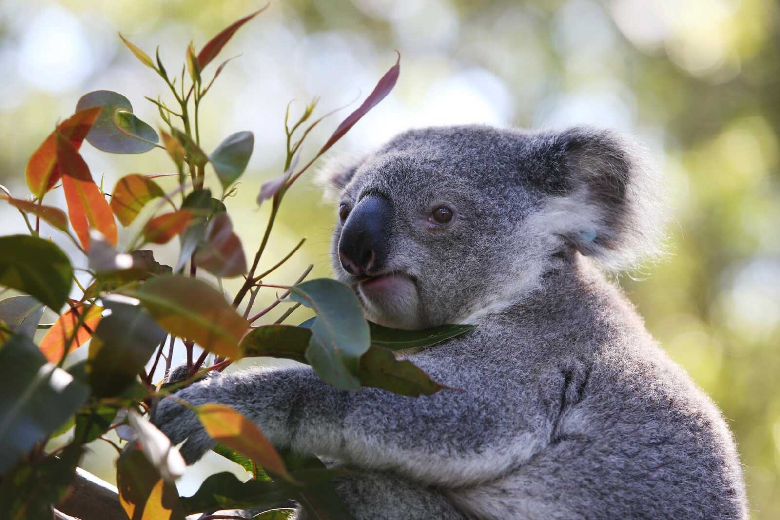Koala Wallpapers (86 images) - WallpaperCat