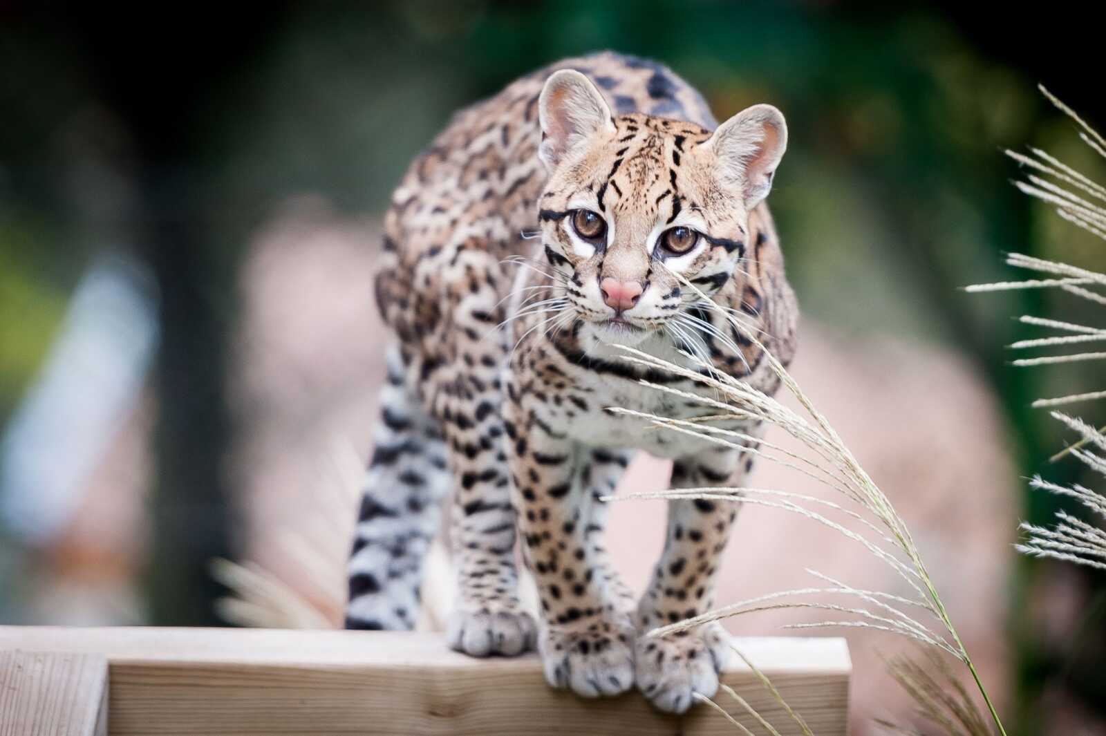 Ocelot Wallpapers (55 images) - WallpaperCat