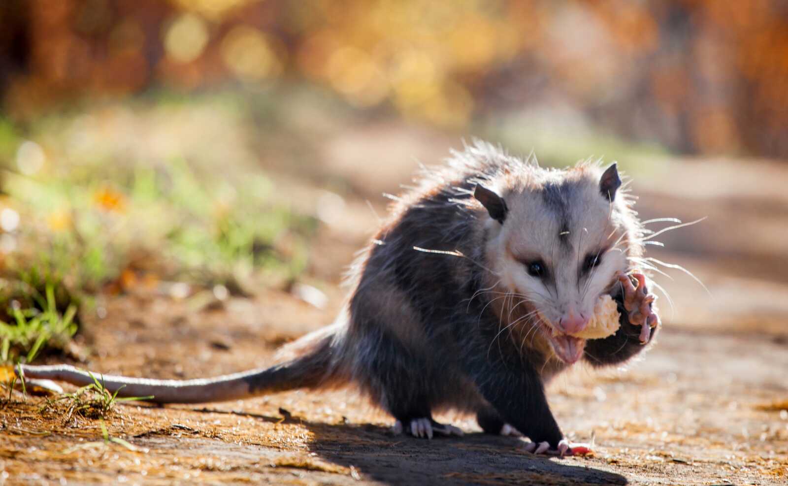 Opossum Wallpapers (38 images) - WallpaperCat