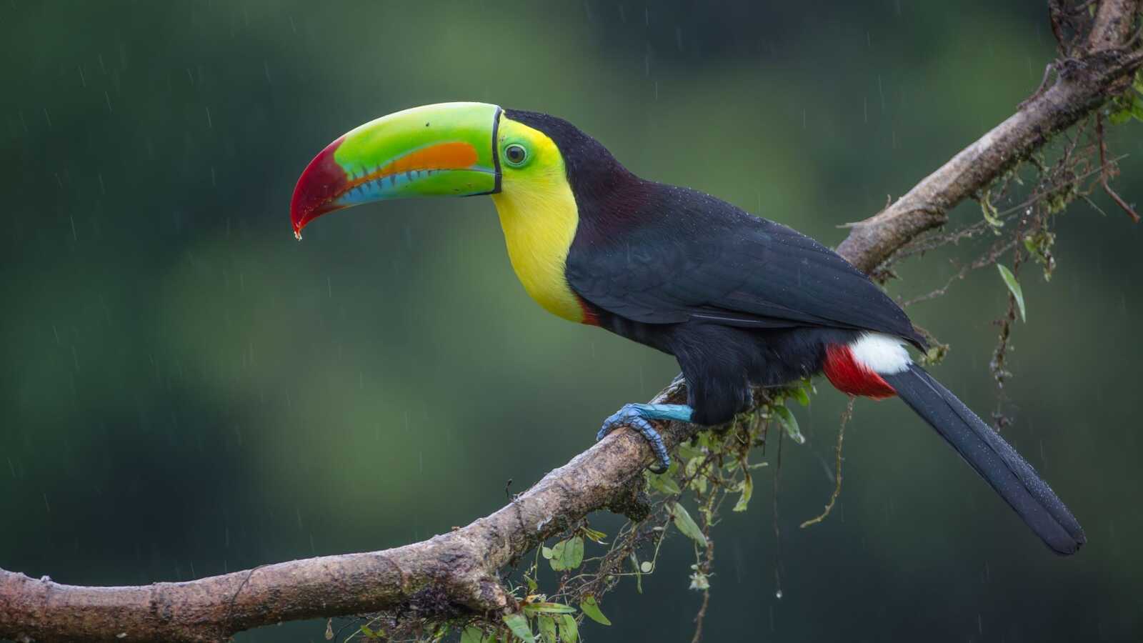 Toucan Wallpapers (71 images) - WallpaperCat