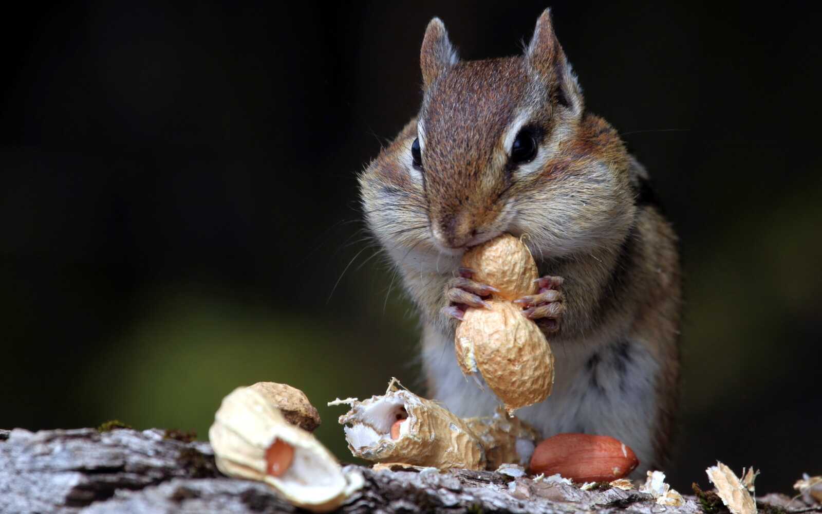 Chipmunk Wallpapers (44 images) - WallpaperCat