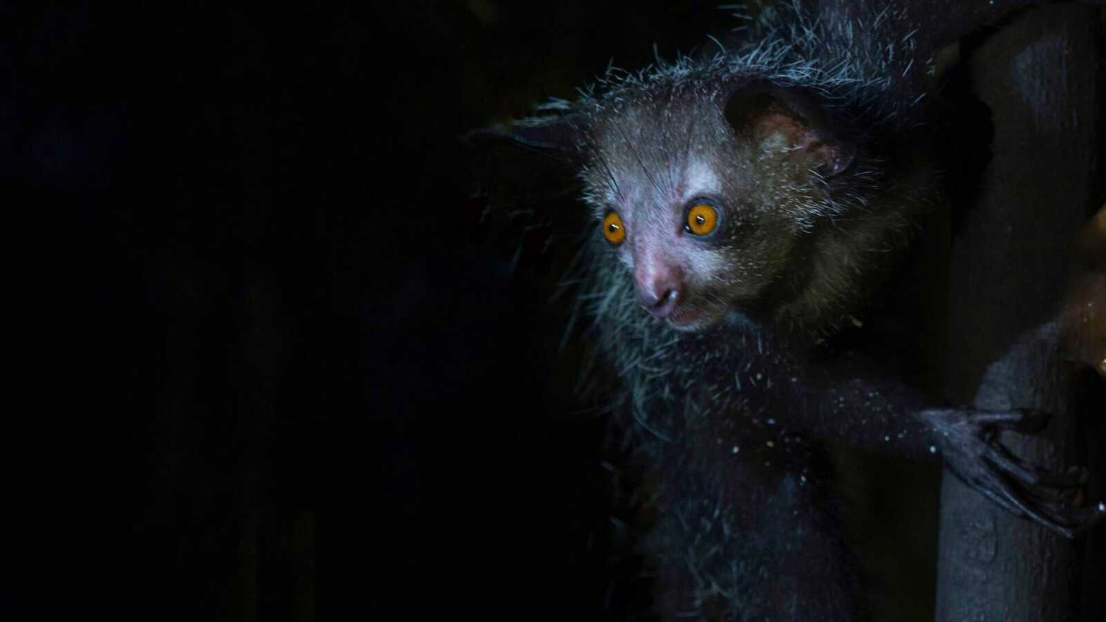 Aye Aye Wallpapers (34 images) - WallpaperCat