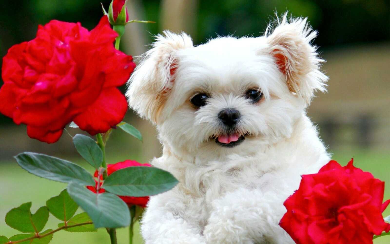 Dog Wallpapers (129 images) - WallpaperCat