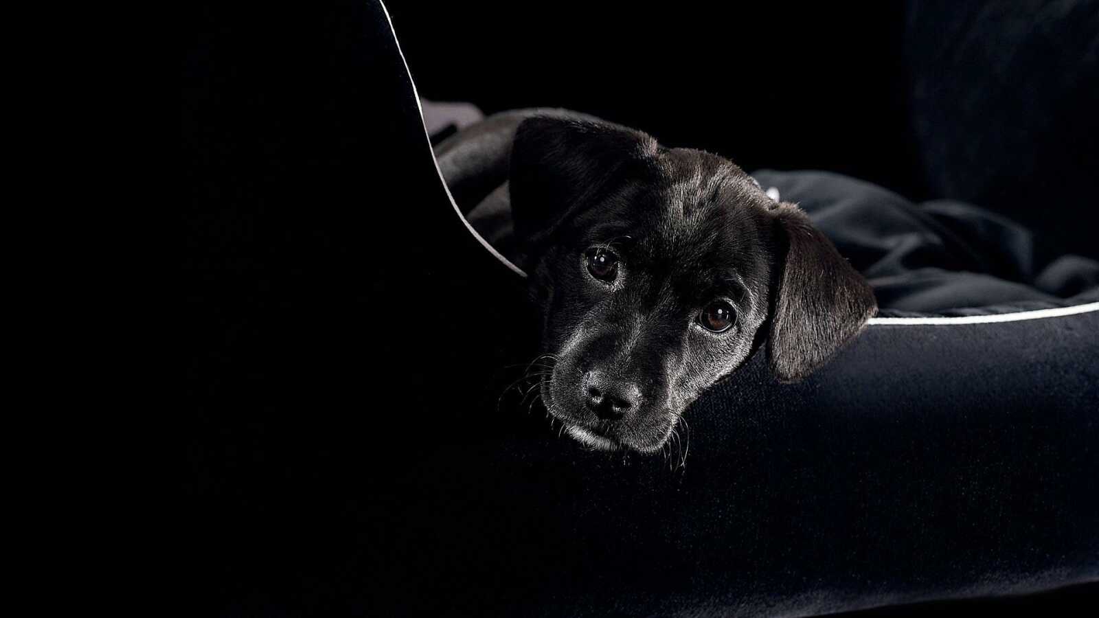 Dog Wallpapers (129 images) - WallpaperCat